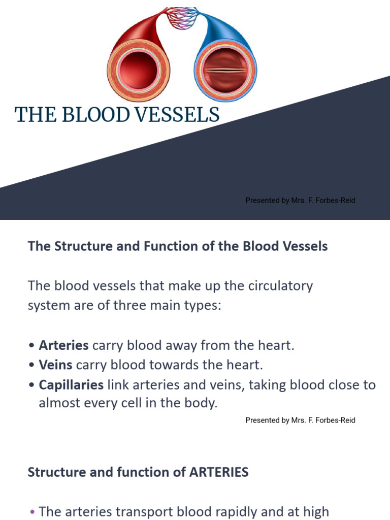 The Blood Vessels | PDF | Artery | Vein