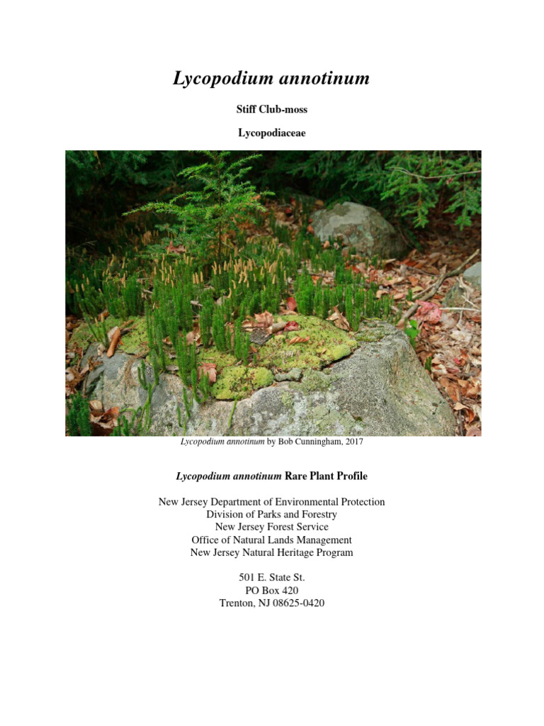 Lycopodium Annotinum Stiff Club Moss | PDF | Fertilisation | Botany