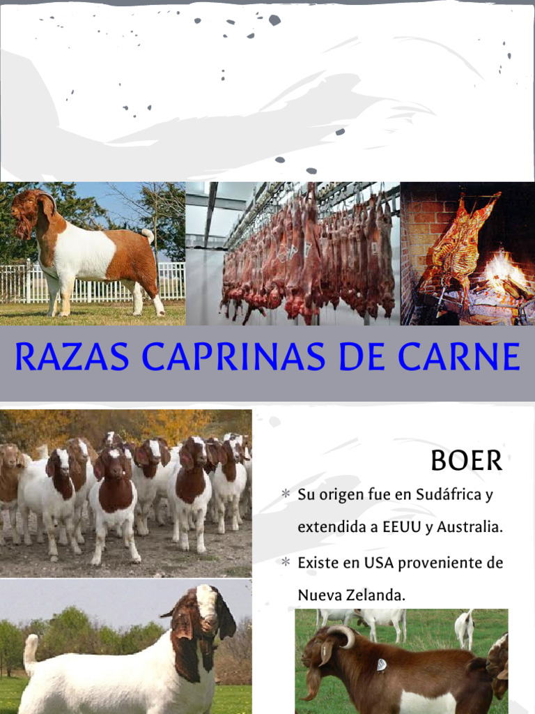 Razas de Carne Cabras | PDF | Cabra | Carne
