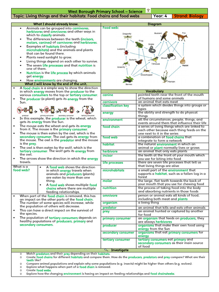 Y4 Ko Science Biology Living Things and Their Habitats Food Chains ...