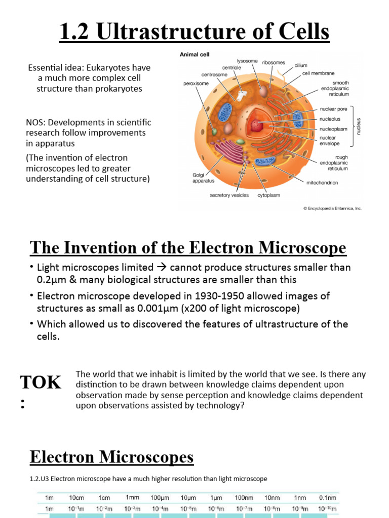 1.2 Ultrastructure of Cells | PDF | Microscope | Cell (Biology)