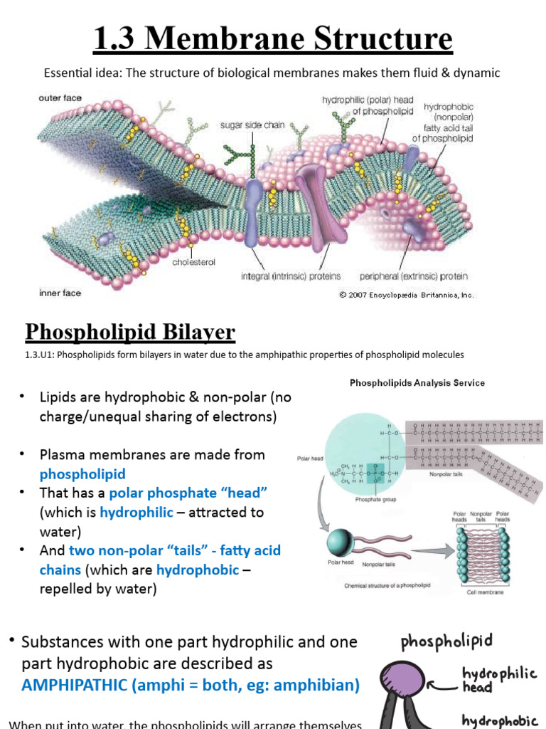 1.3 Membrane Structure | PDF | Cell Membrane | Lipid Bilayer