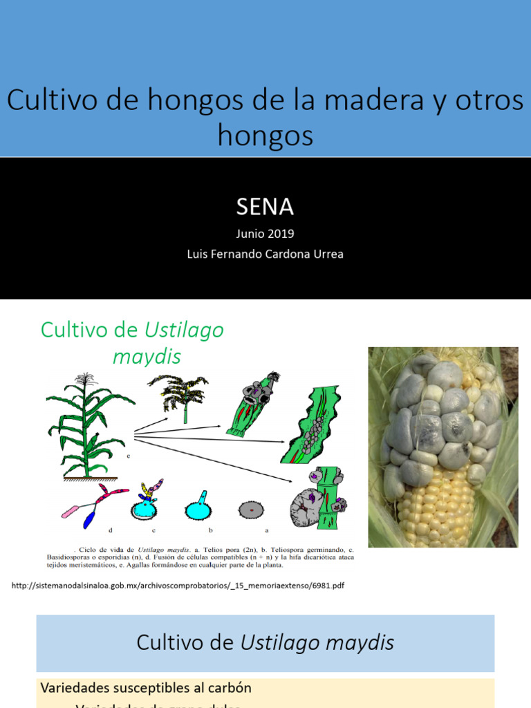 Cultivo de Hongos de La Madera y Otros Sena | PDF | Maíz | Agricultura