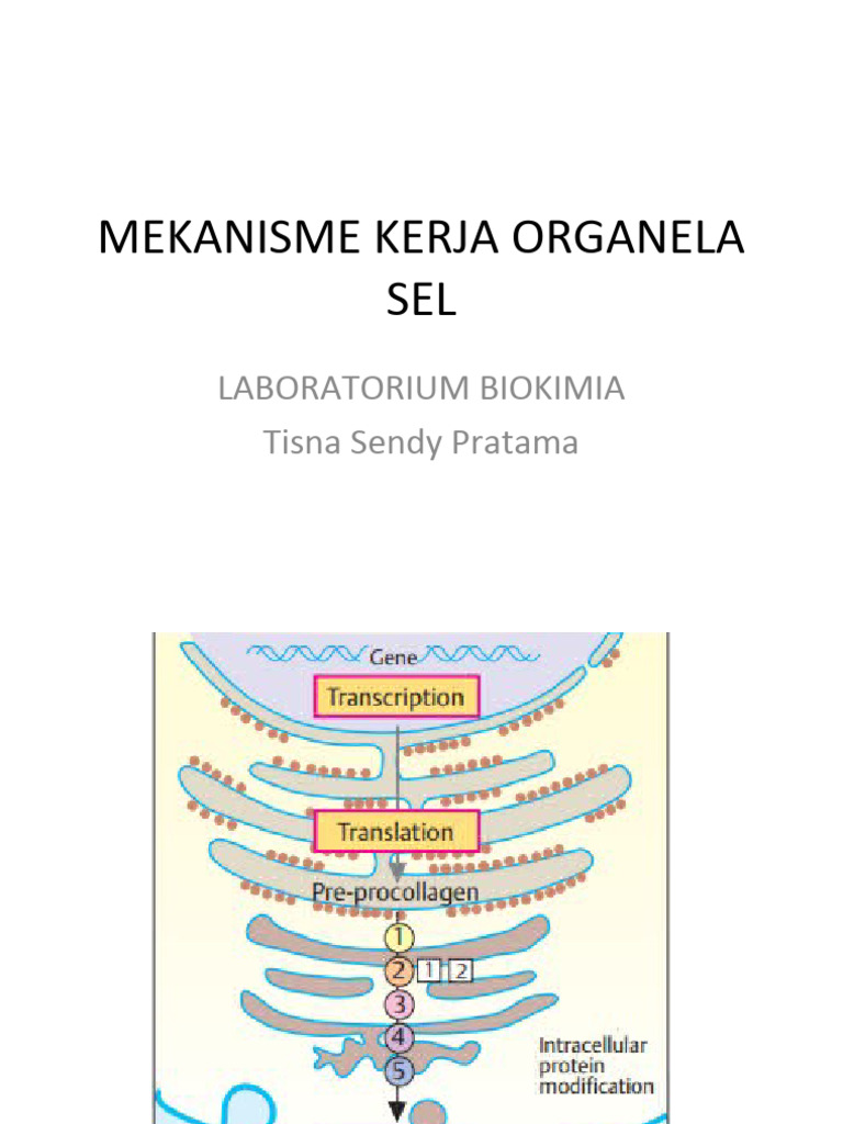 Mekanisme Kerja Organla Sel | PDF | Actin | Mitochondrion