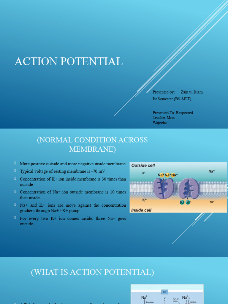 Action Potential Basics for Students | PDF | Action Potential ...