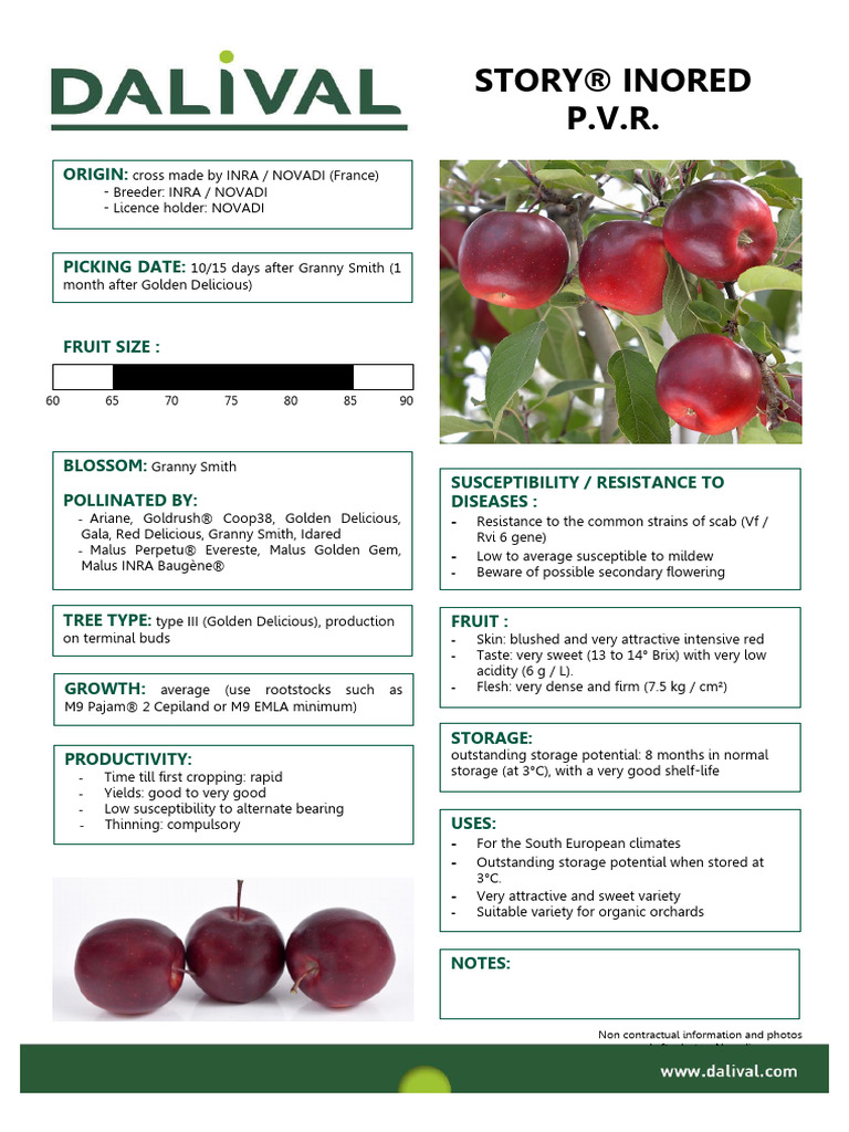 Inored Apple Variety Overview | PDF | Mali | Fruit