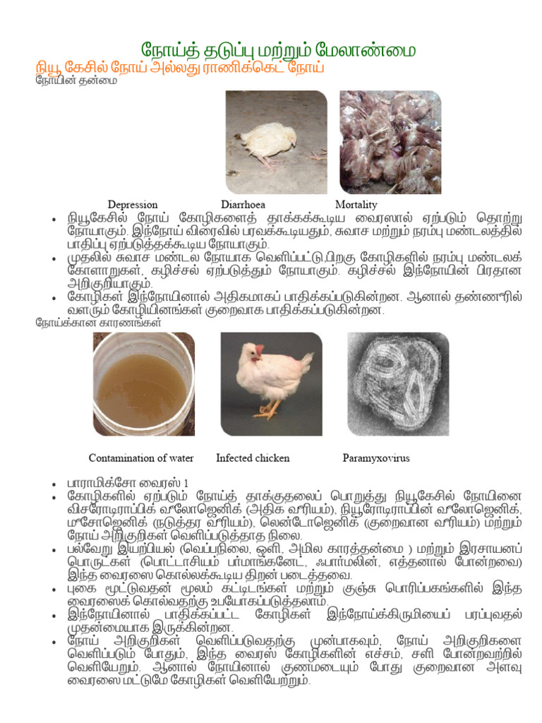 Chicken Diseases | PDF