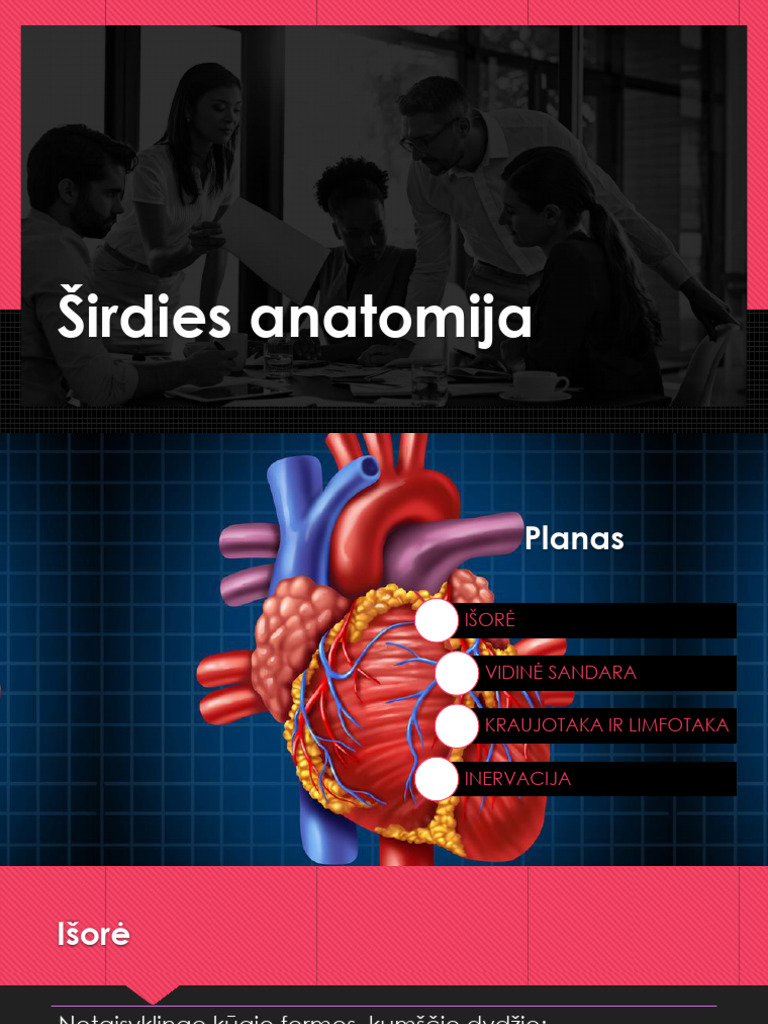 Širdies Anatomija | PDF