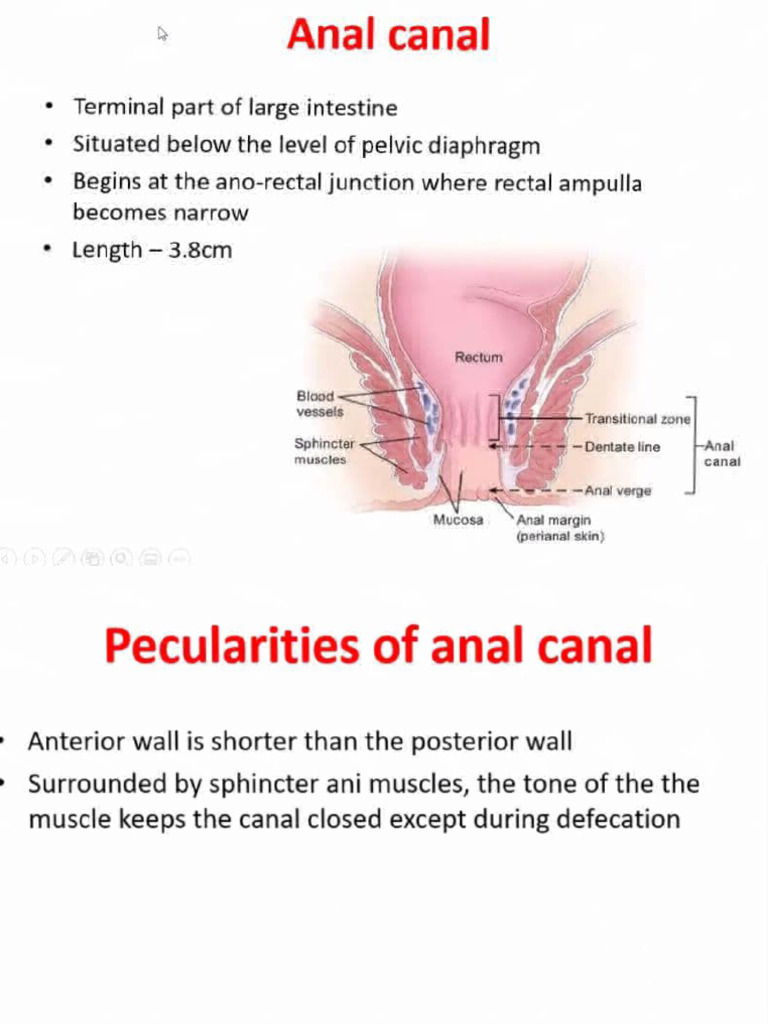 Anal Canal 1 | PDF