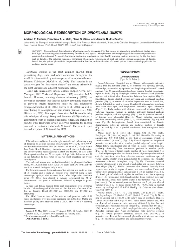Morphological Redescription of Dirofilaria Immitis | PDF | Nematode