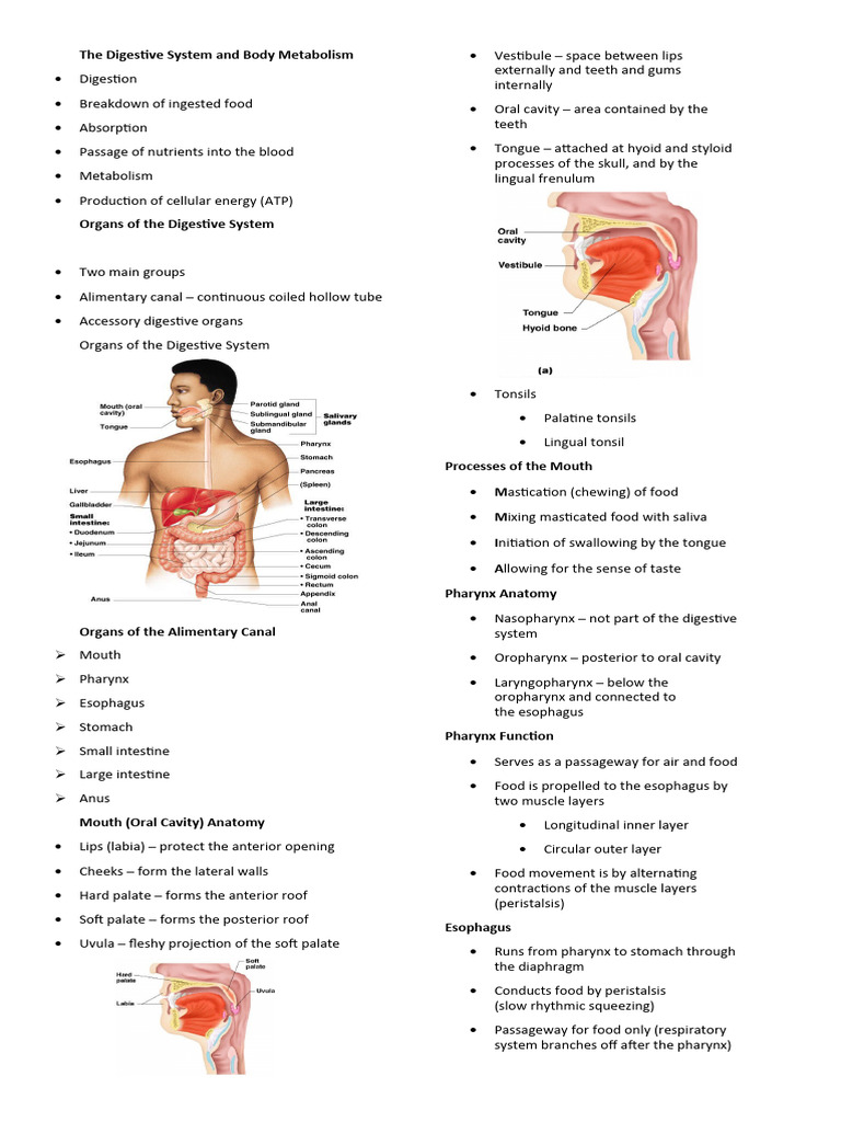 The Digestive System and Body Metabolism | PDF | Human Digestive System ...