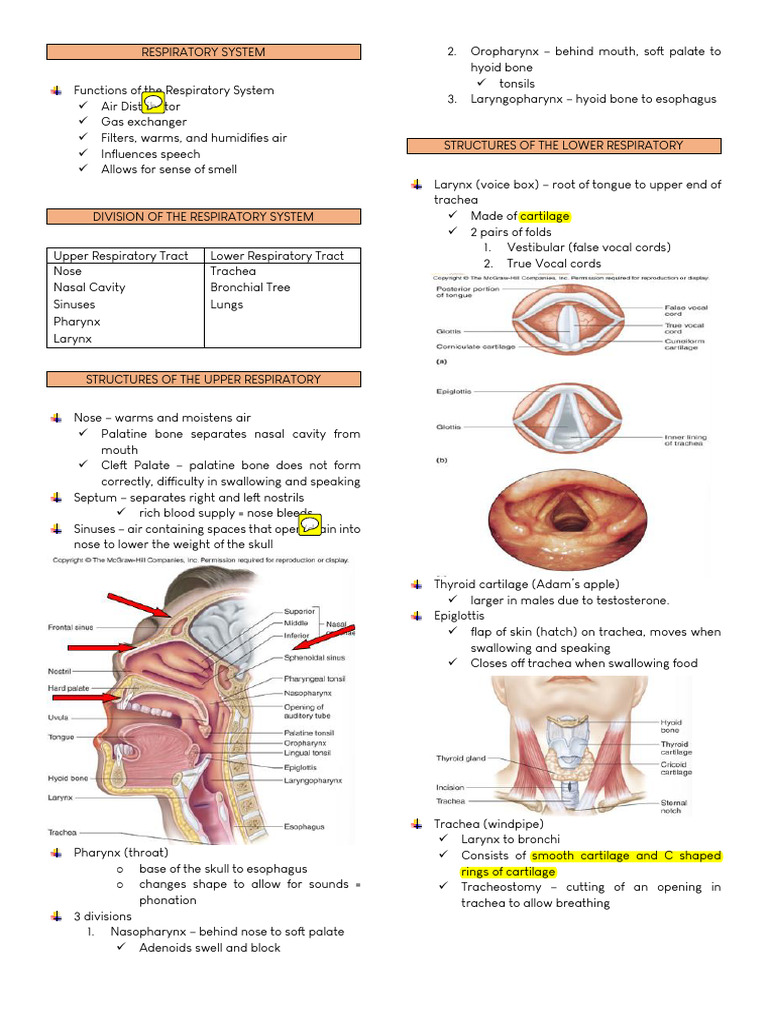 Respiratory System | PDF | Respiratory Tract | Lung