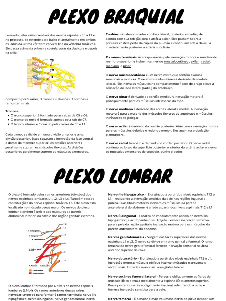 Plexos Braquial e Lombar | PDF