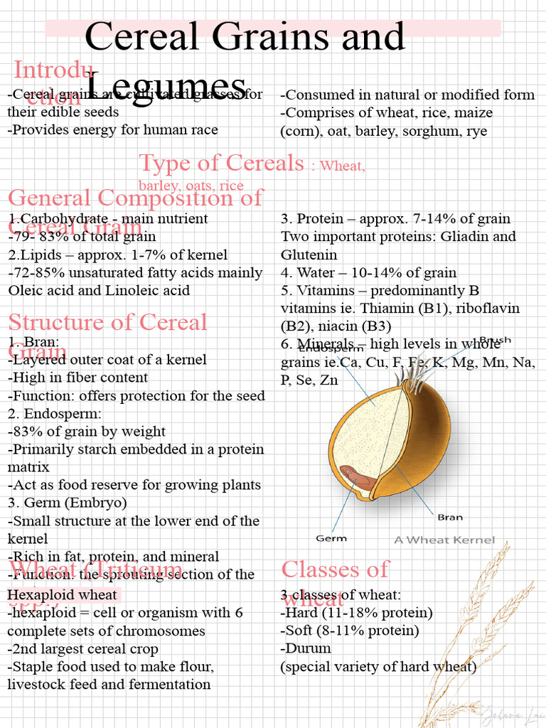 Cereal Grains Notes | PDF | Cereals | Breads
