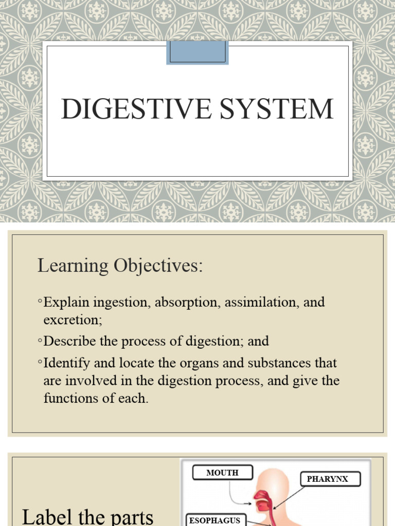 Digestive System | PDF | Digestion | Human Digestive System
