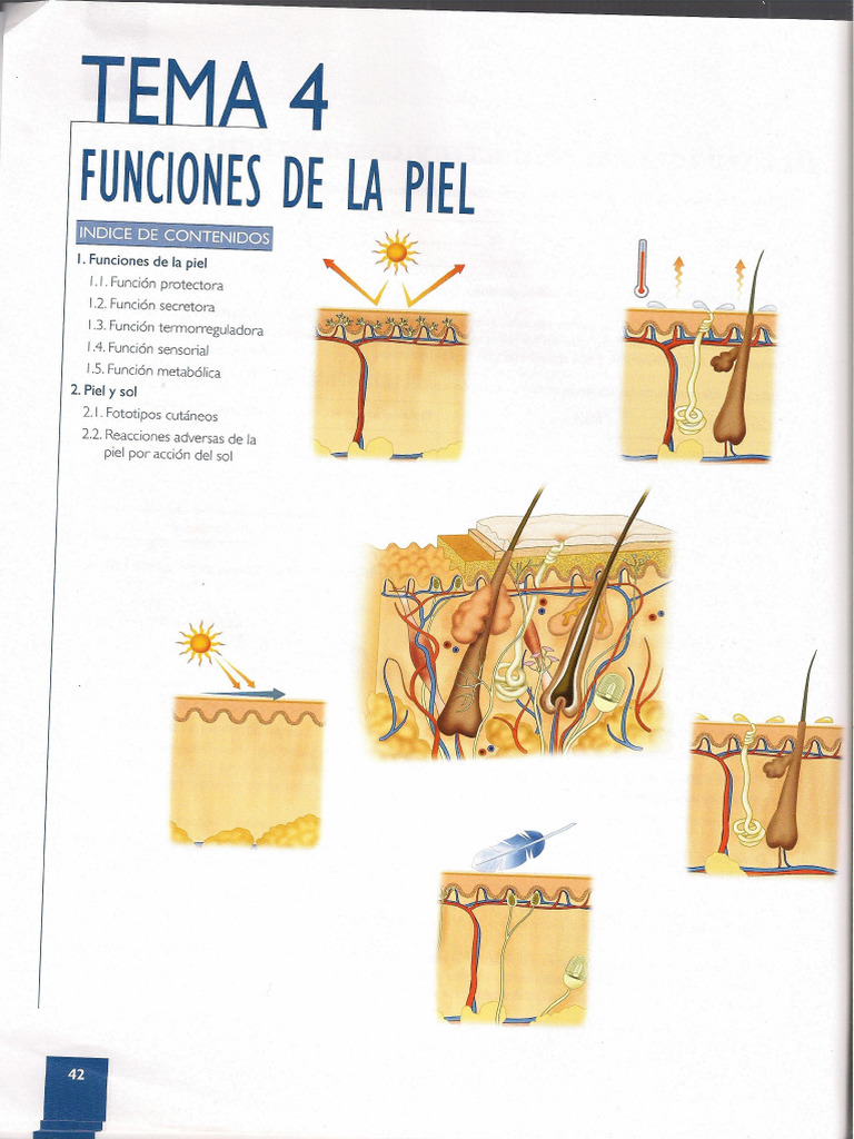 Funciones de La Piel | PDF