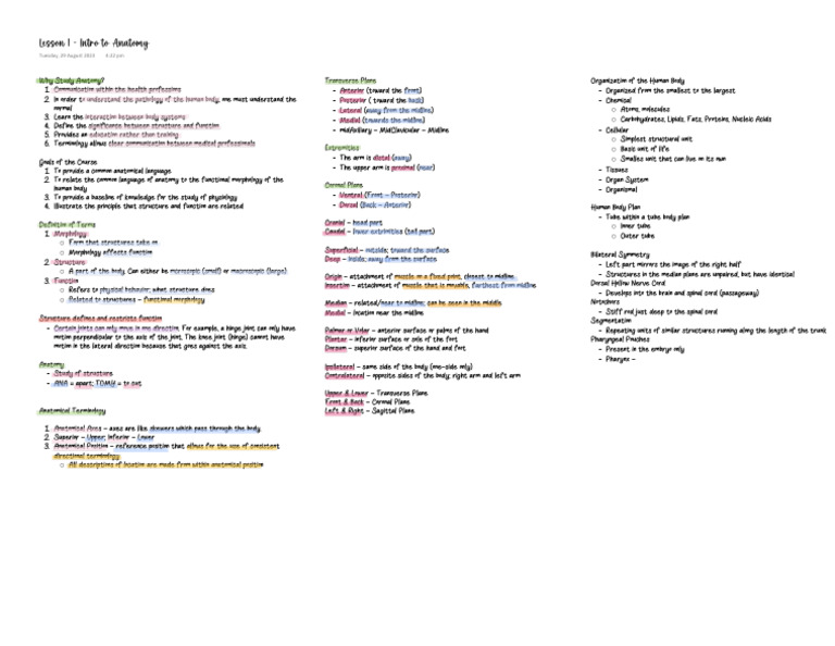Anatomical Terms | PDF | Anatomical Terms Of Location | Human Anatomy