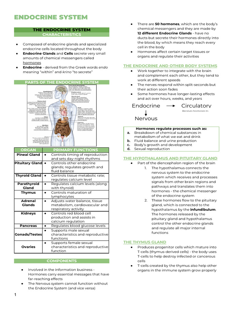 Endocrine System | PDF