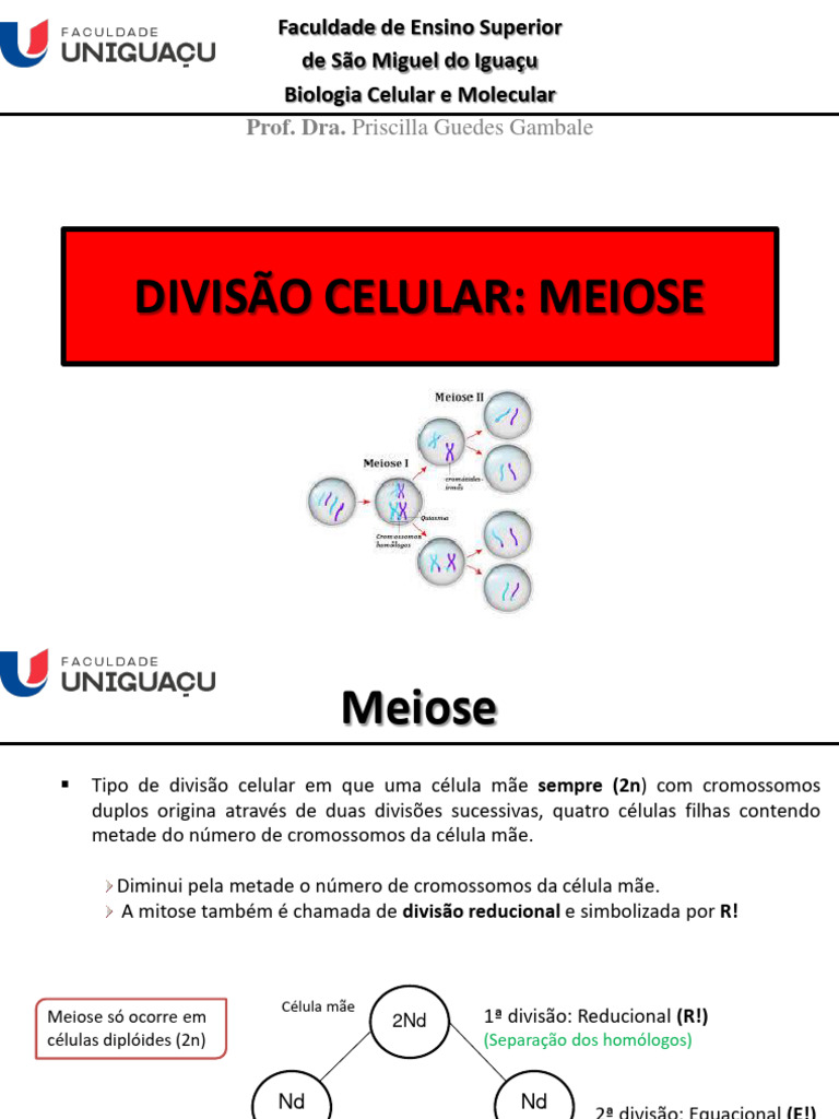 Aula 12 Divisão Celular Meiose Sem Respostas2023 Pdf Meiose Mitose