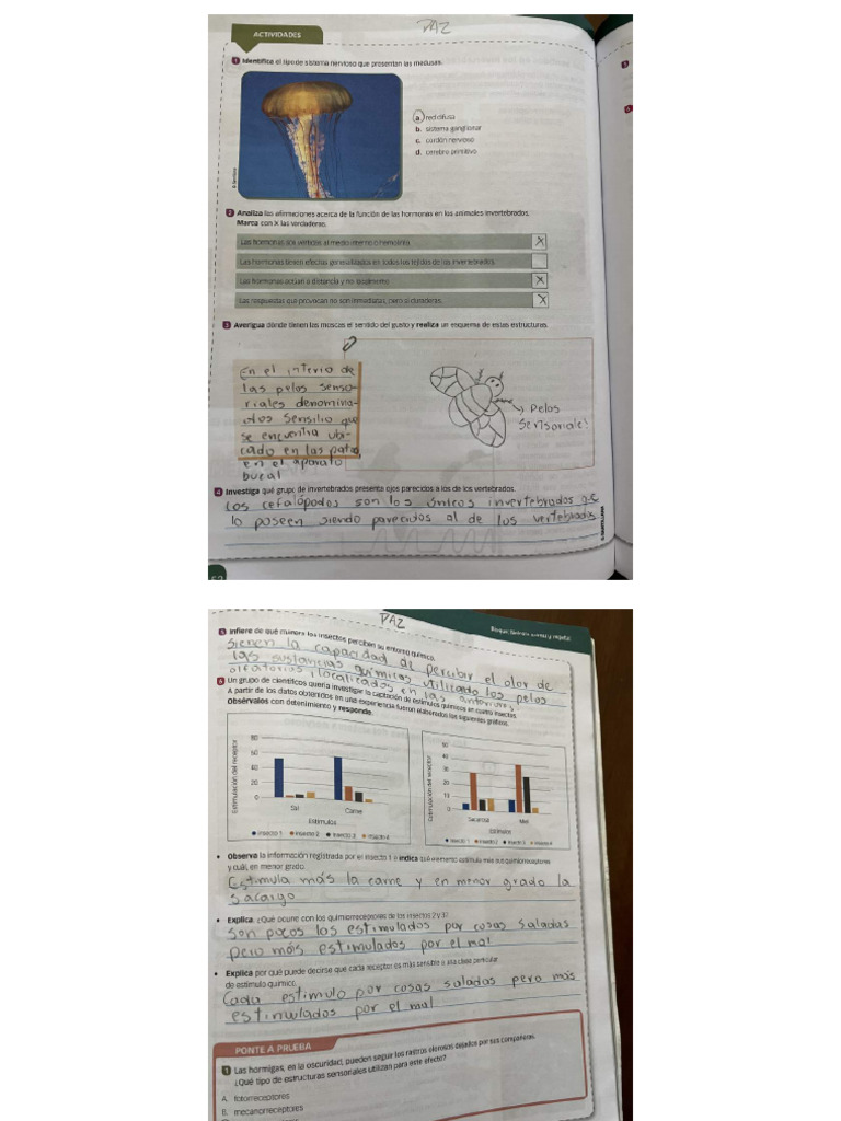 Shayla Paz - 1 | PDF