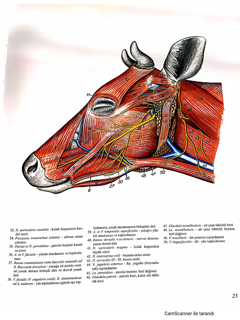 Peter Popesko Veterinary Myologia | PDF