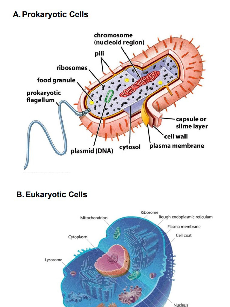 Cytology Drawings | PDF