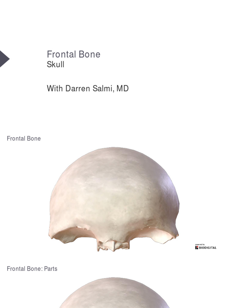 Slides Anatomy Frontal Bone | PDF | Science & Mathematics