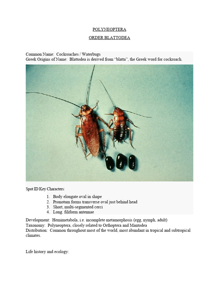 POLYNEOPTERA | PDF | Insects | Hexapoda