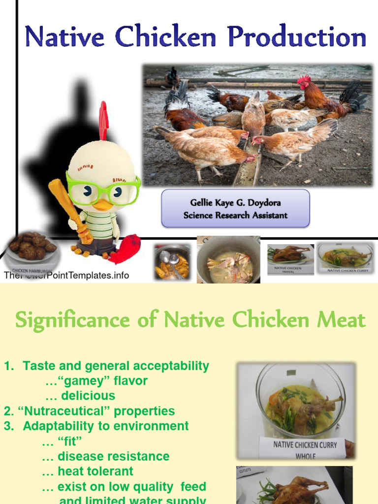 Native Chicken Production | PDF | Chicken | Holarctic Birds