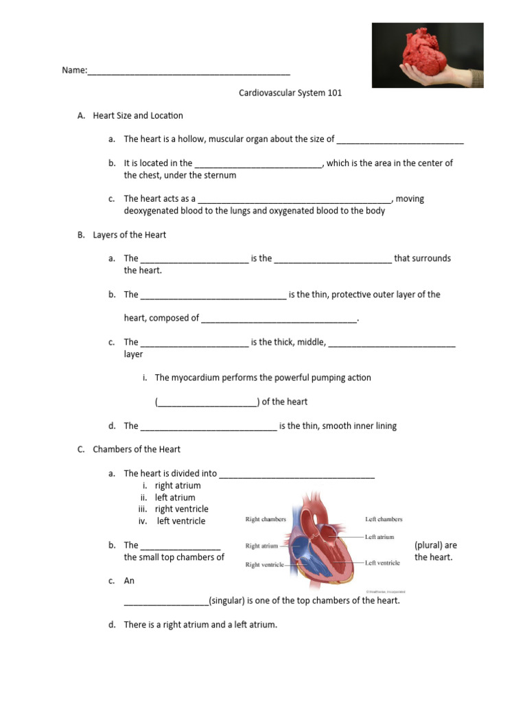 Cardiovascular System Overview Guide | PDF | Heart | Artery