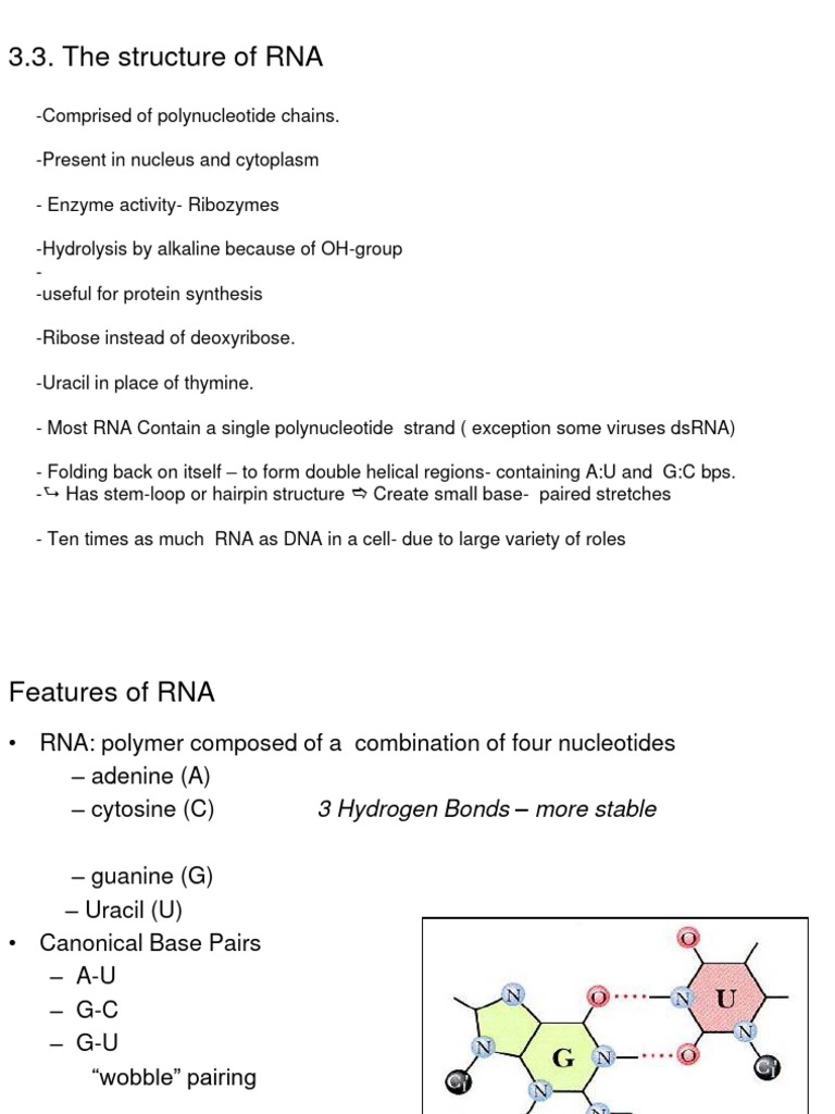 Chapter 3.3. MB RNA Structure | PDF | Rna | Messenger Rna