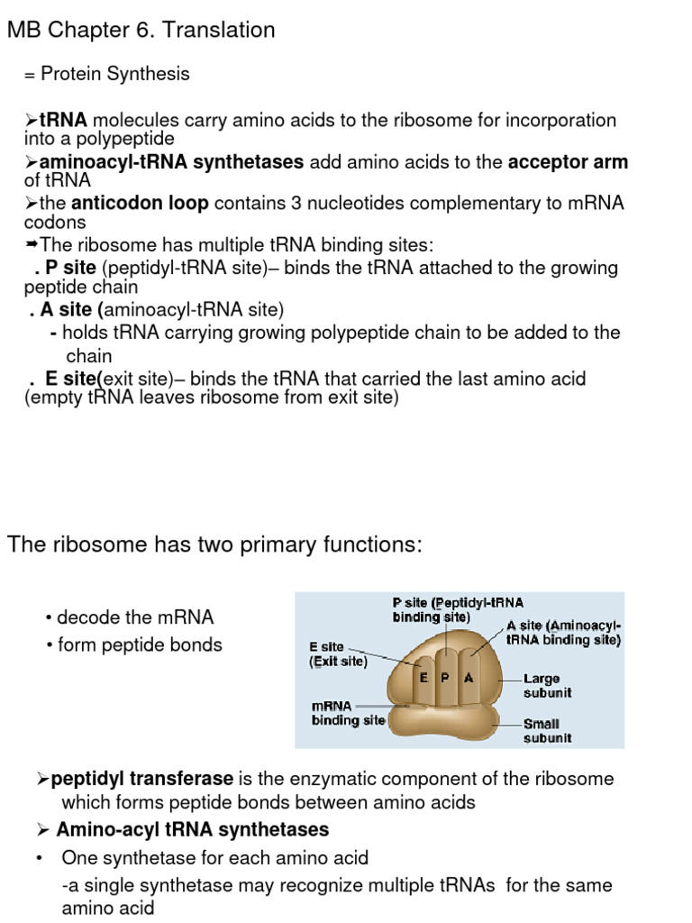 MB Chapter 6 Translation | PDF | Translation (Biology) | Ribosome