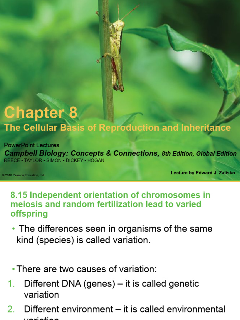 Chapter8 - Part3 | PDF | Meiosis | Chromosome