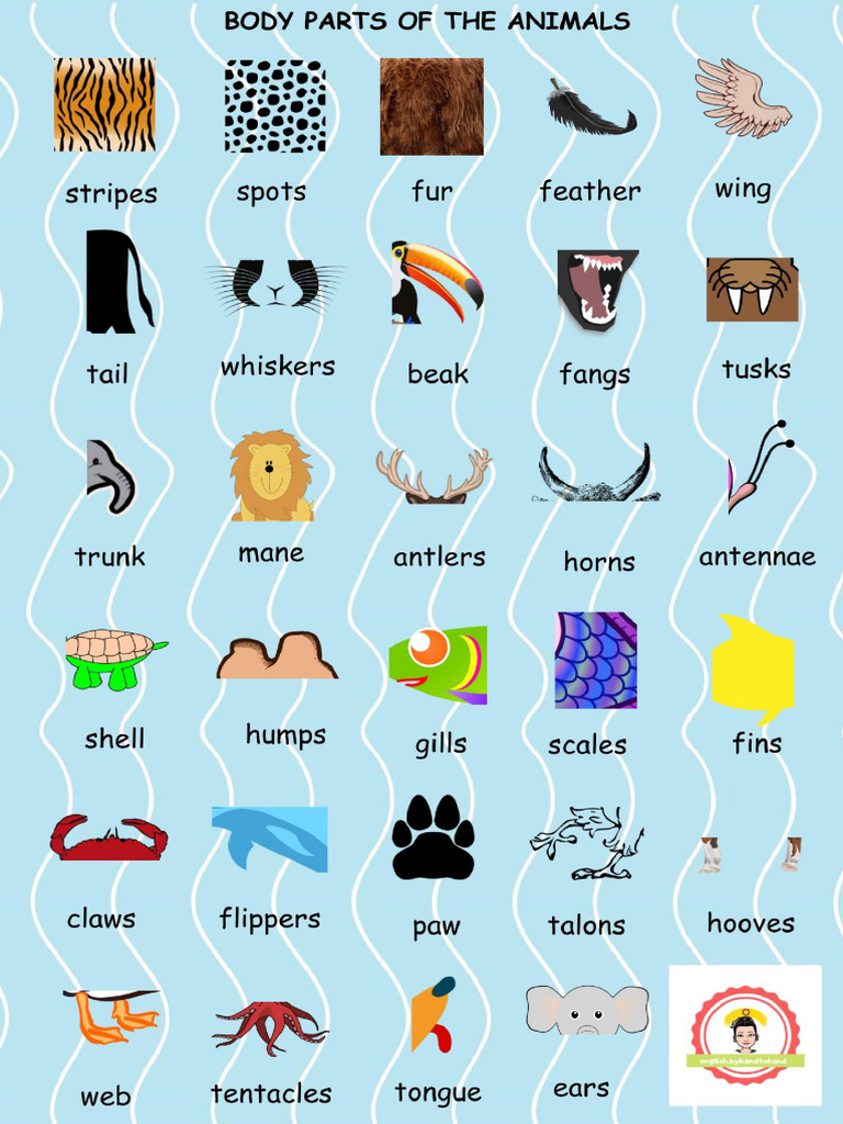 Body Parts of The Animals | PDF