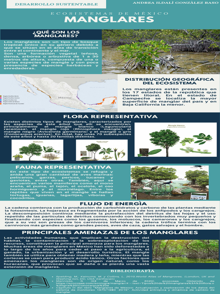 Importancia y tipos de manglares en México | PDF | Mangle | Ecología
