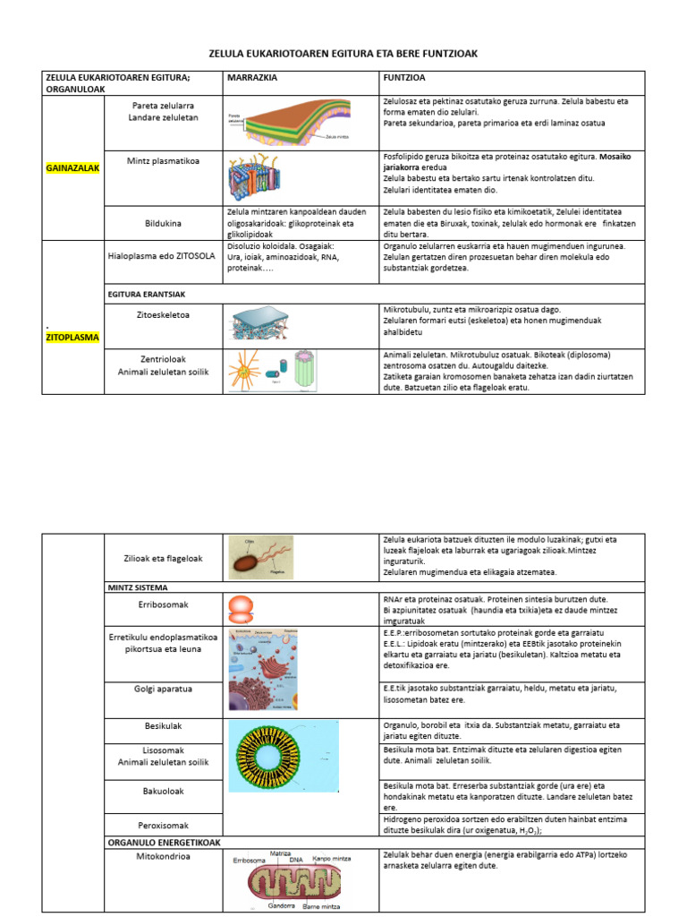 ZELULA EUKAR. ORGANUL TAULA Osatuta | PDF