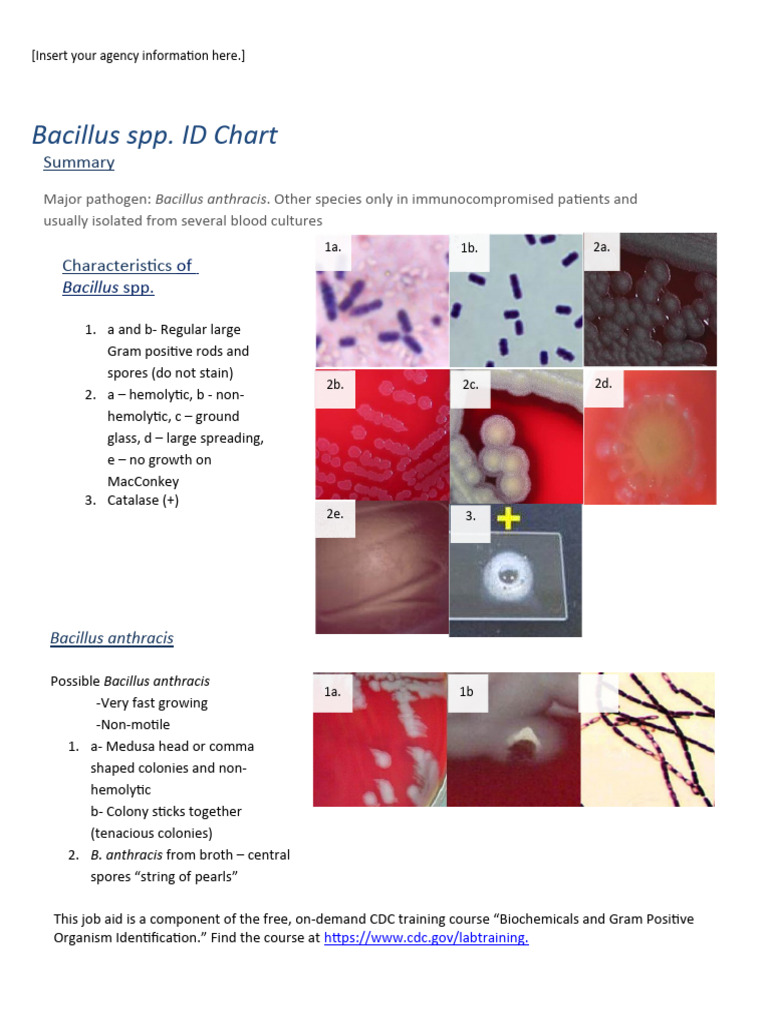 Bacillus spp. Identification Guide | PDF