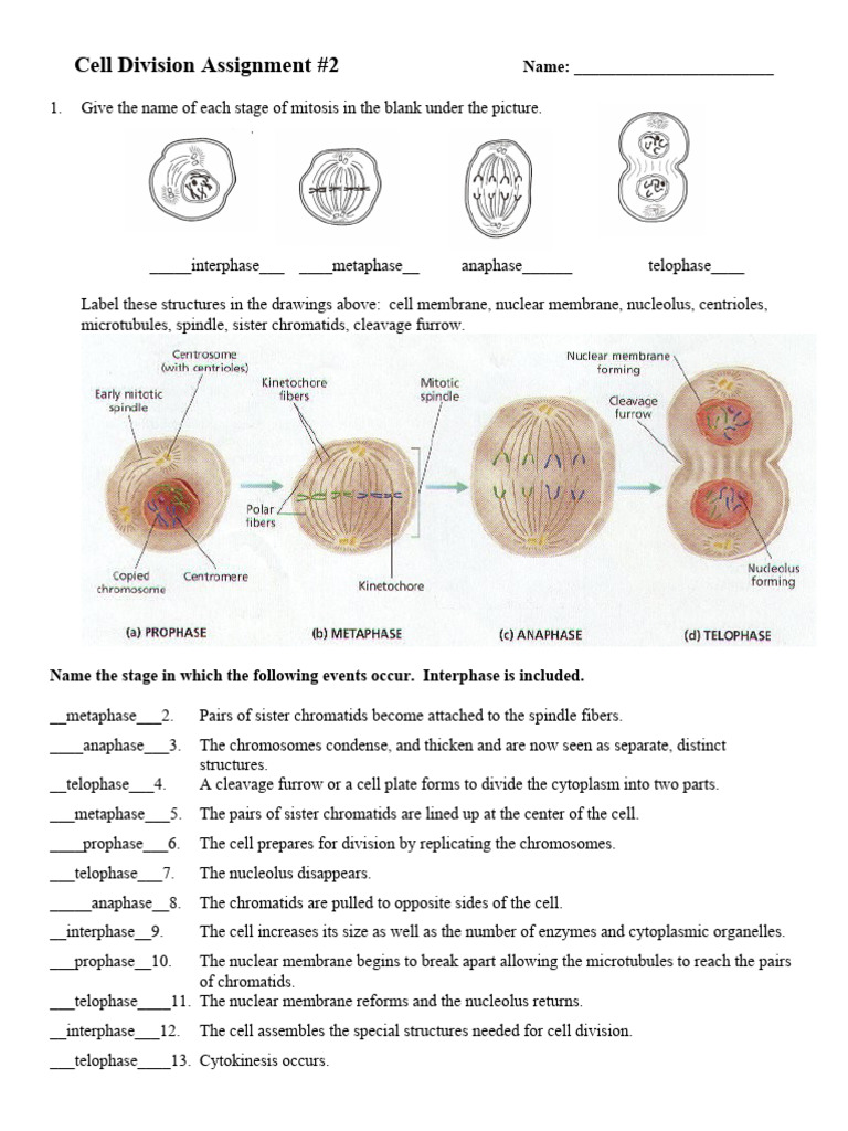 Cell Division Assignment#2 .123 | PDF | Mitosis | Cell (Biology)