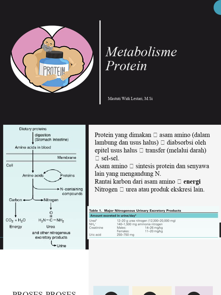 Metabolisme Protein | PDF