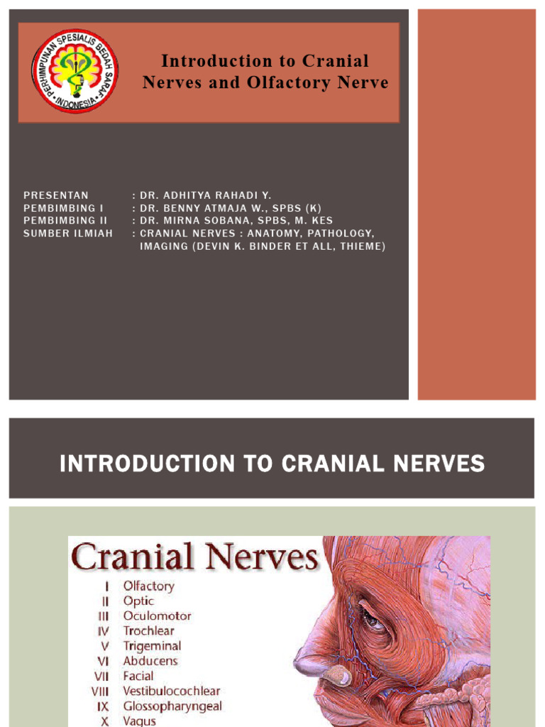 Introduction To Cranial Nerves and Olfactory Nerve Adhitya | PDF