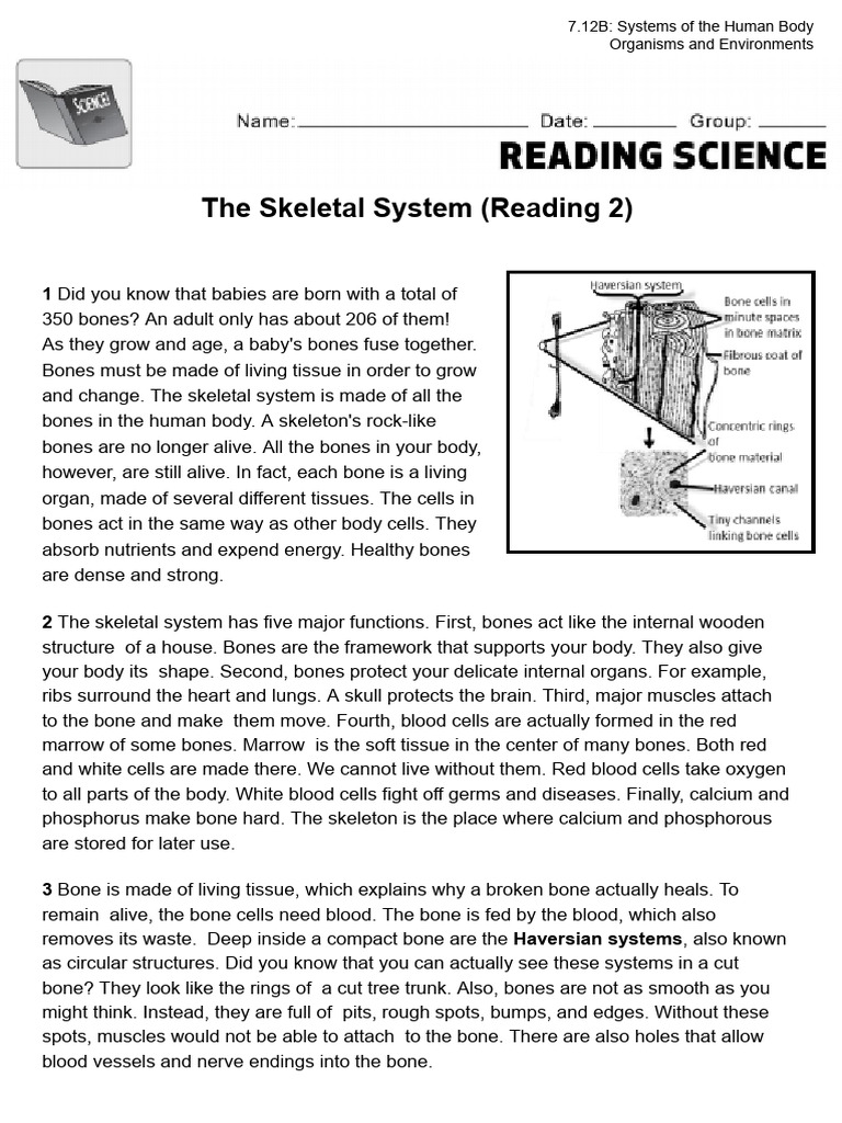 Skeletal System Reading 2 | PDF | Skeleton | Bone