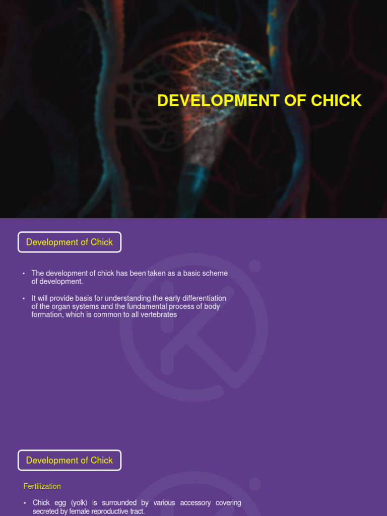 Developmen of Chick Embryo | PDF | Zoology | Biological Processes
