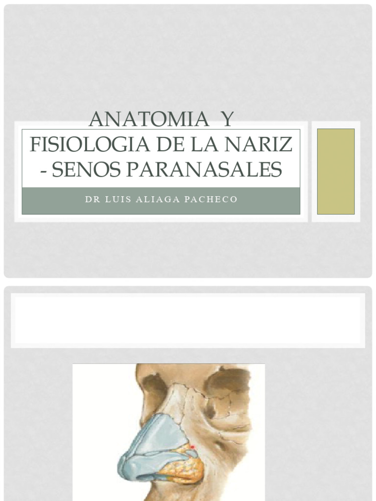 Anatomia de Las Fosas Nasales y Paranasales | PDF