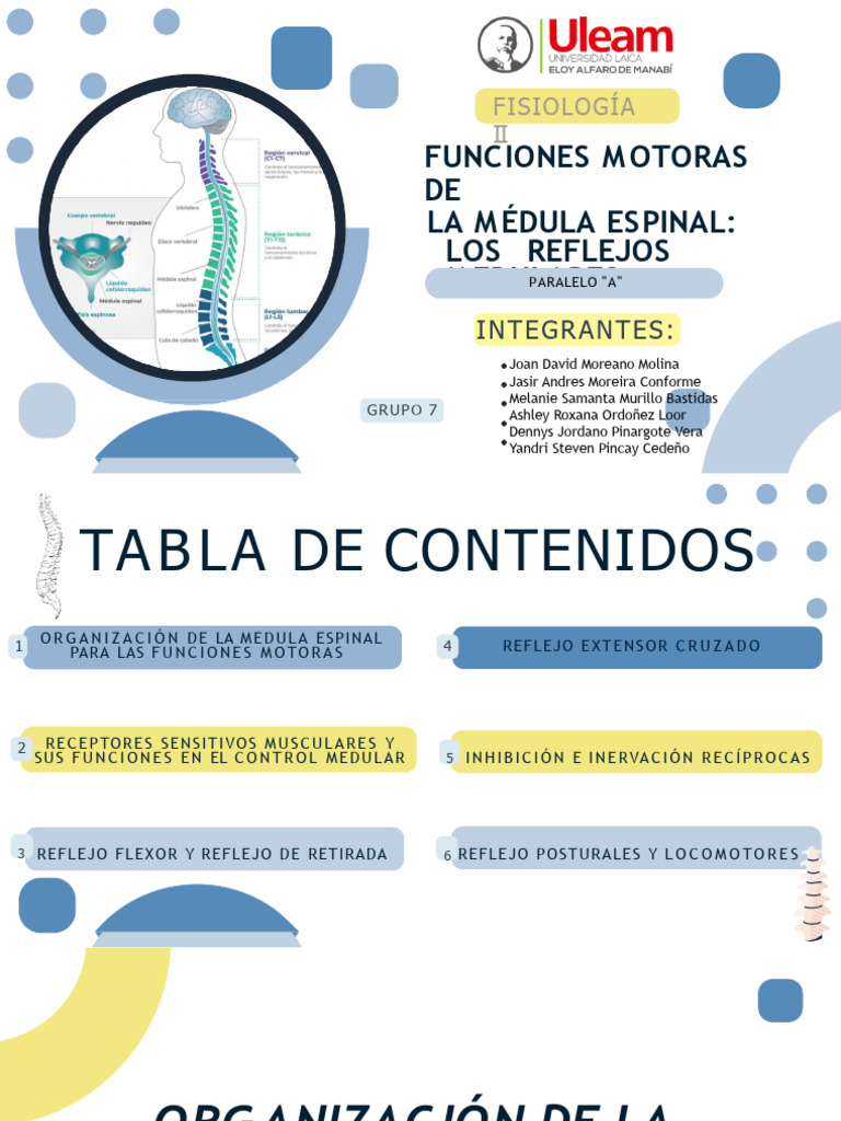 Funciones Motoras de La Médula Espinal Los Reflejos Medulares - Fisiología Ii | PDF | Neurona ...