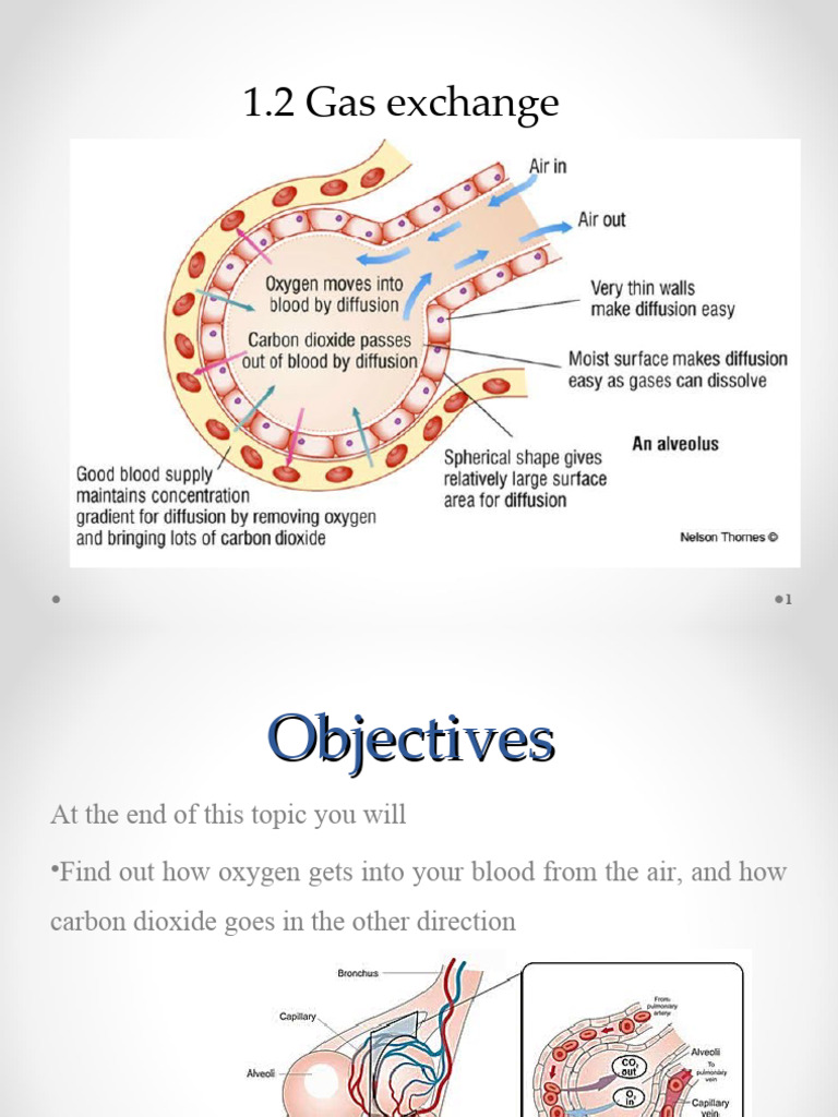 1.2 Gas Exchange | PDF | Lung | Breathing