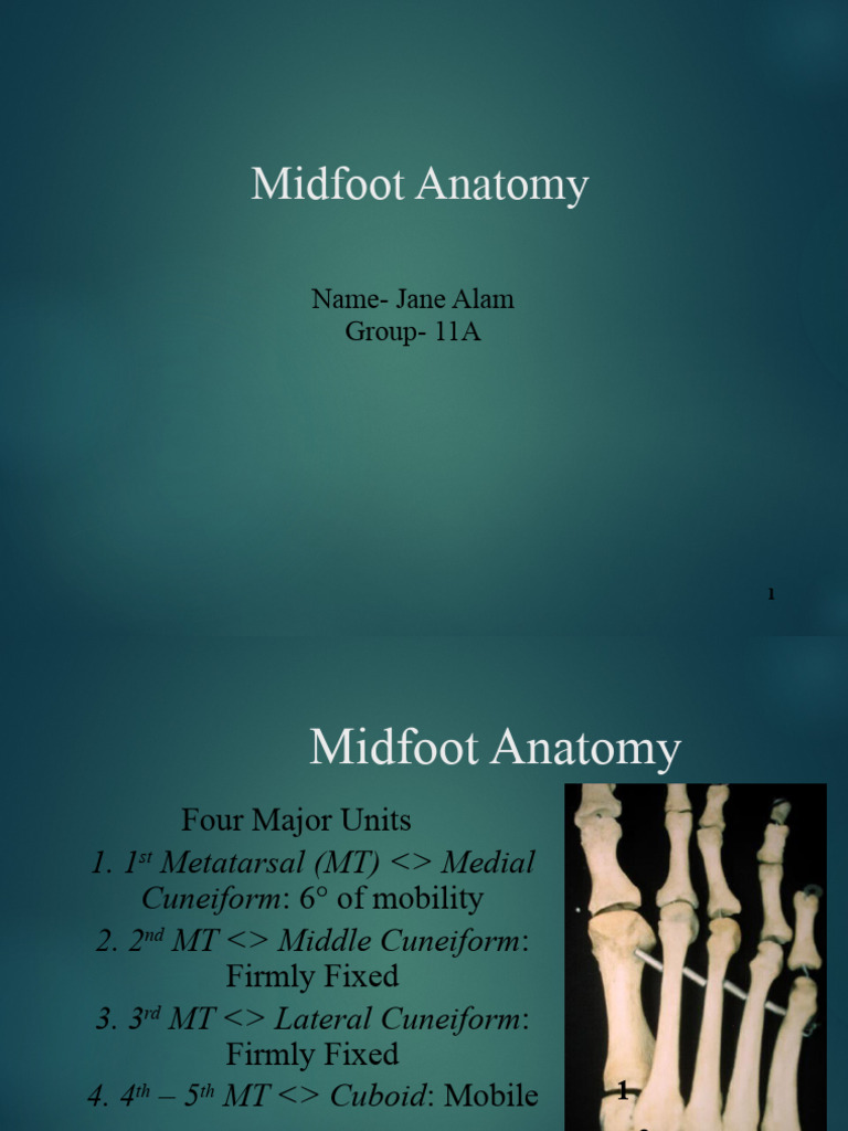 Midfoot Anatomy | PDF