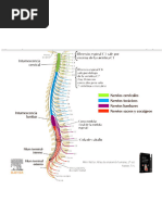 Miotomas - Definición y Pruebas - Kenhub | PDF | Codo | Neuroanatomía