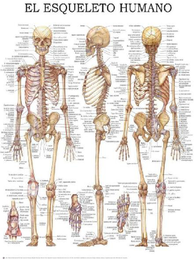 Huesos Del Cuerpo Humano Pdf