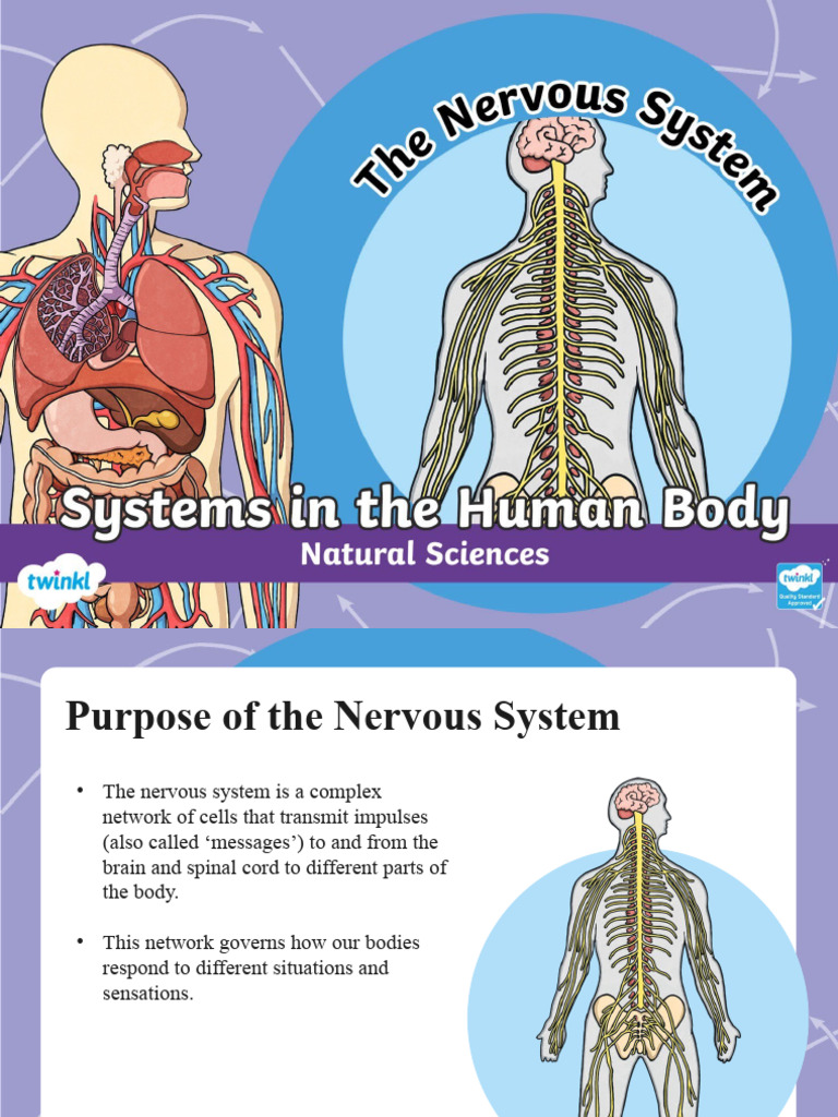 Nervous - System-1679688735552 2 | PDF | Nervous System | Central ...