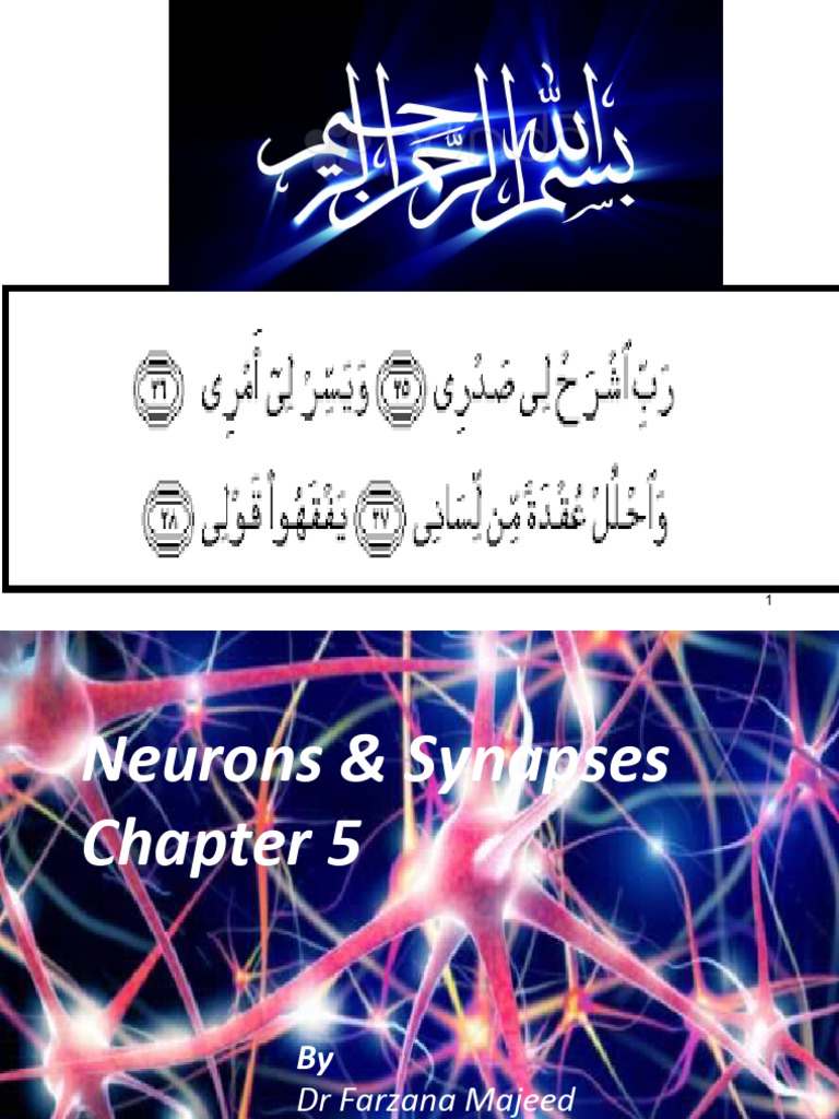 Chapter 5 A Neurons & Synapses | PDF | Neuron | Axon